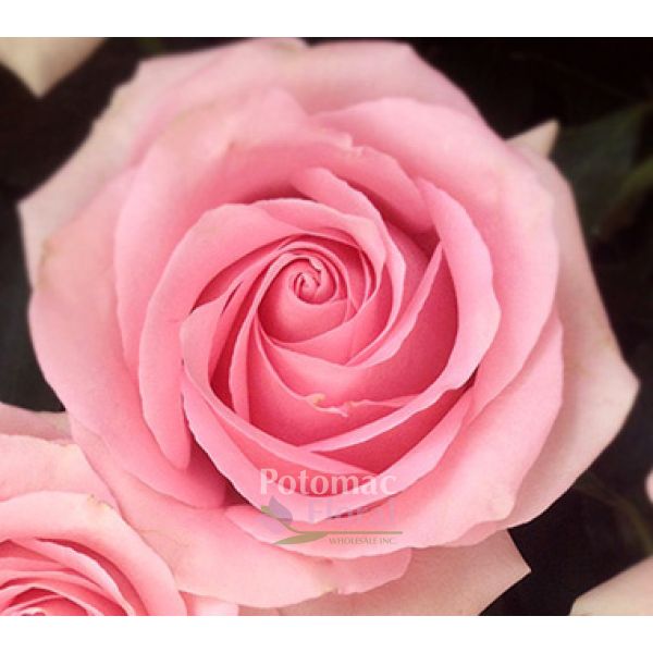 Luciano Rose Pink, 50 to 60cm - Potomac Floral Wholesale